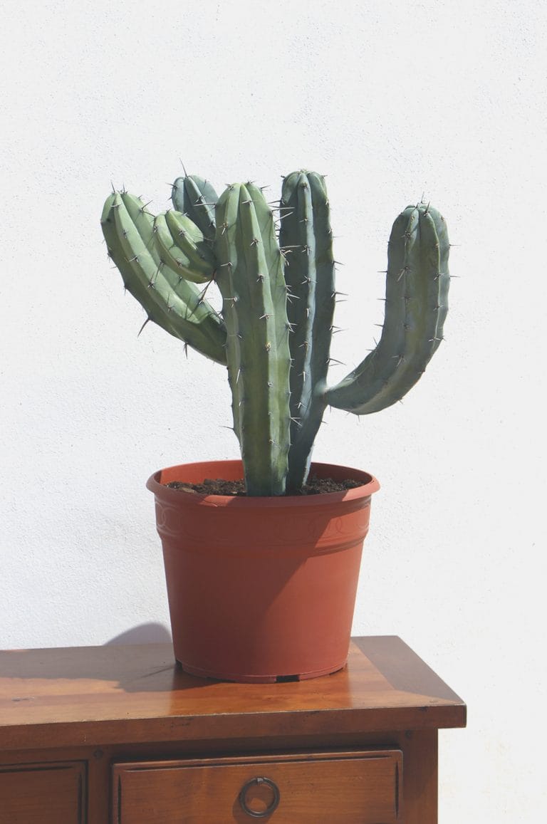 Myrtillocactus geometrizans: cuidados (Garambullo) - Jardín postal