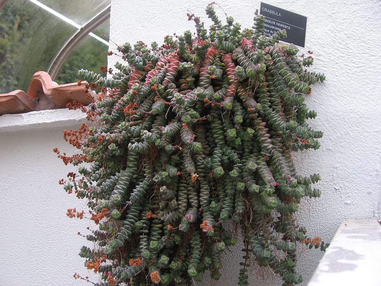 Crassula perforata: cuidados y consejos (Collar de viña, planta pagoda)