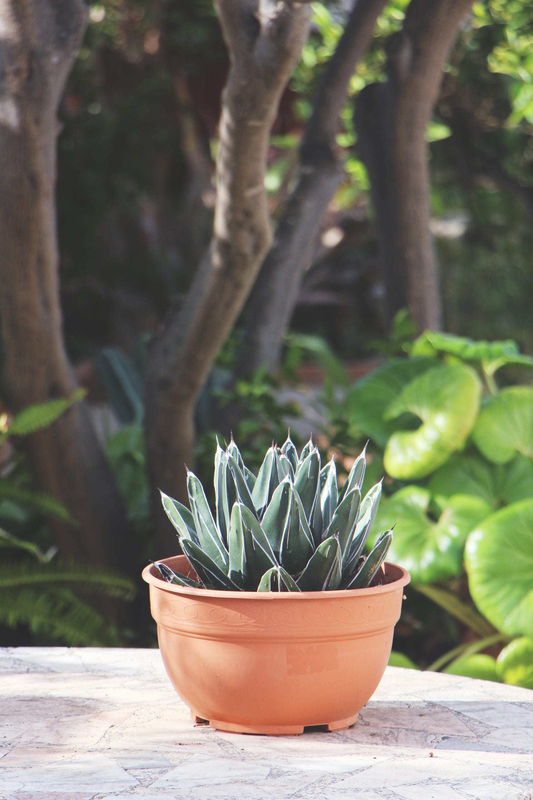 Agave victoriae-reginae: Características y cuidados - Jardín postal