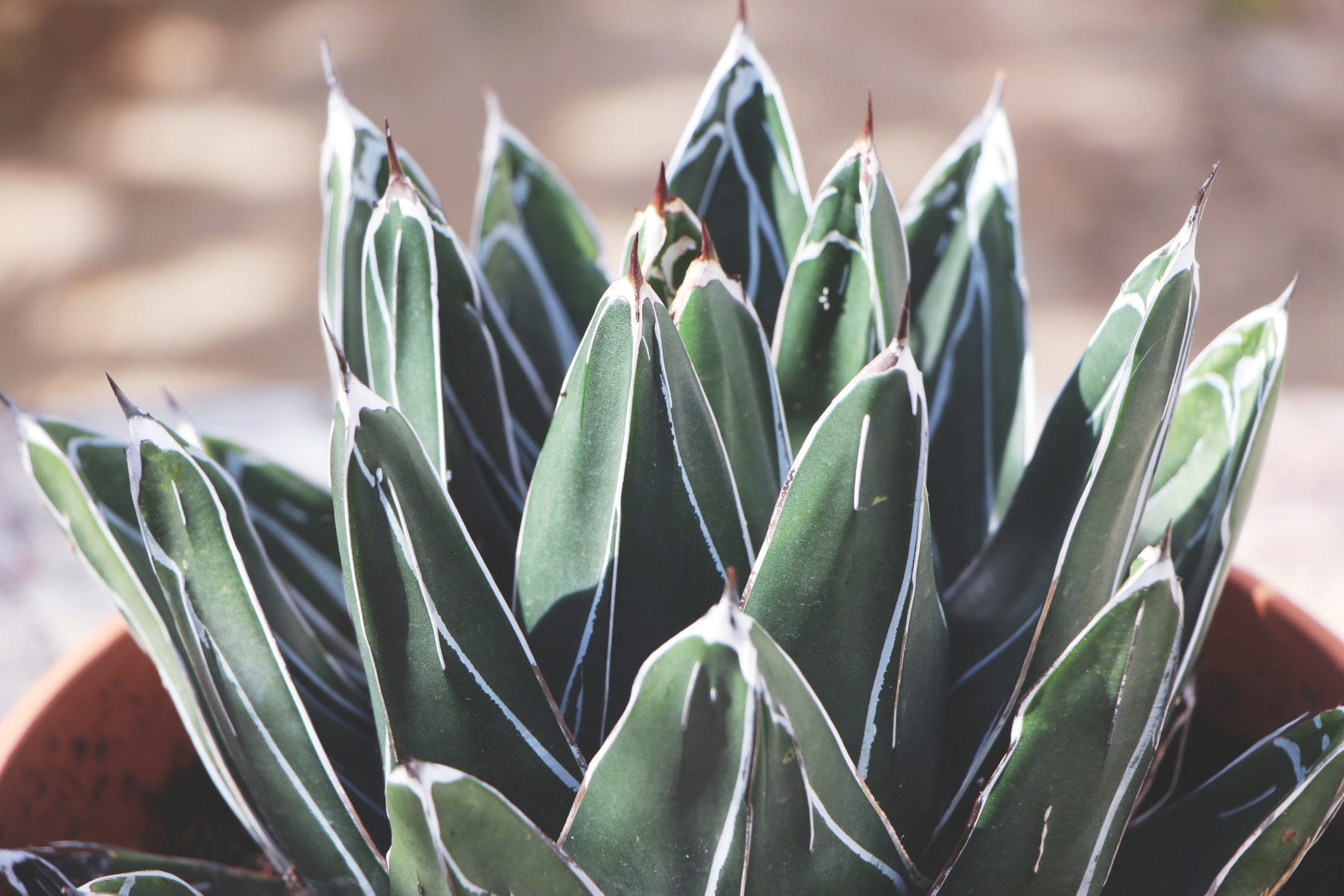 Agave victoriae-reginae: Características y cuidados - Jardín postal