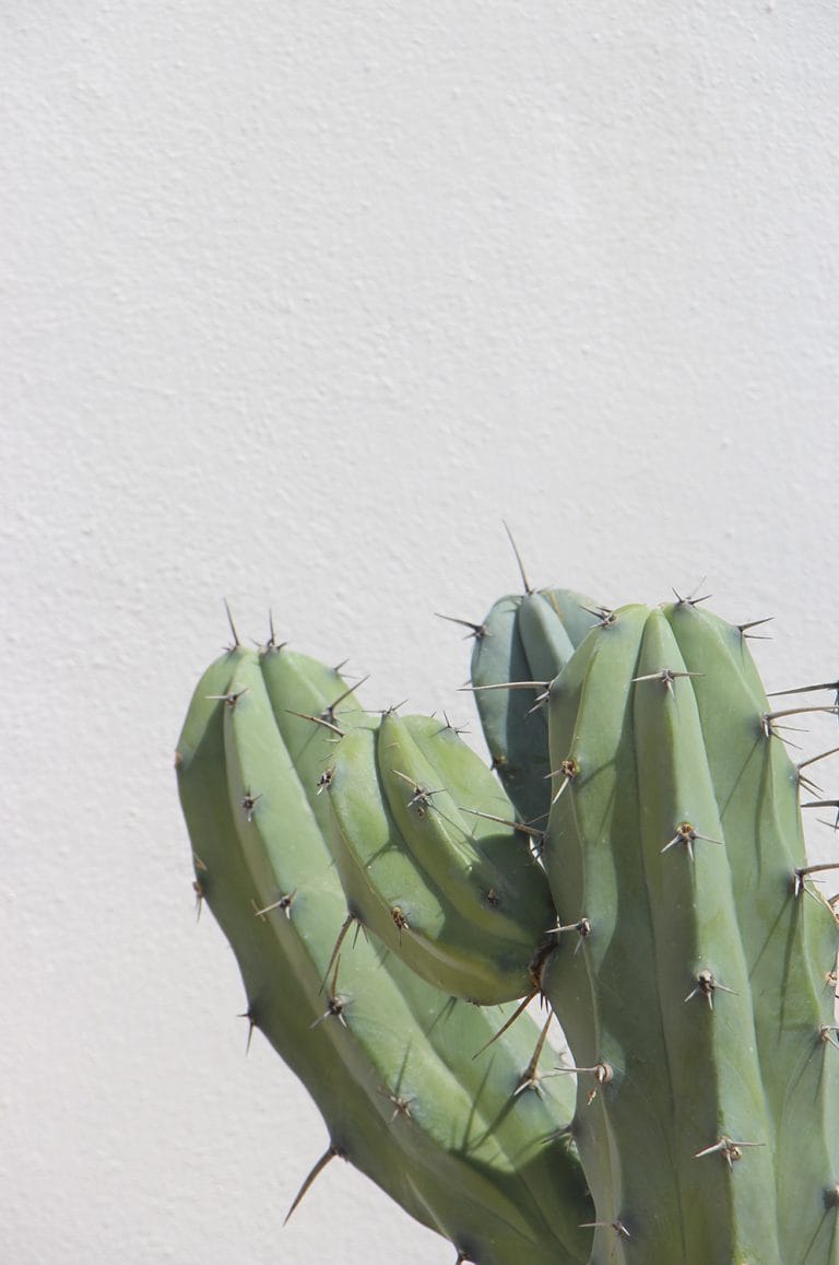 Myrtillocactus geometrizans: cuidados (Garambullo) - Jardín postal