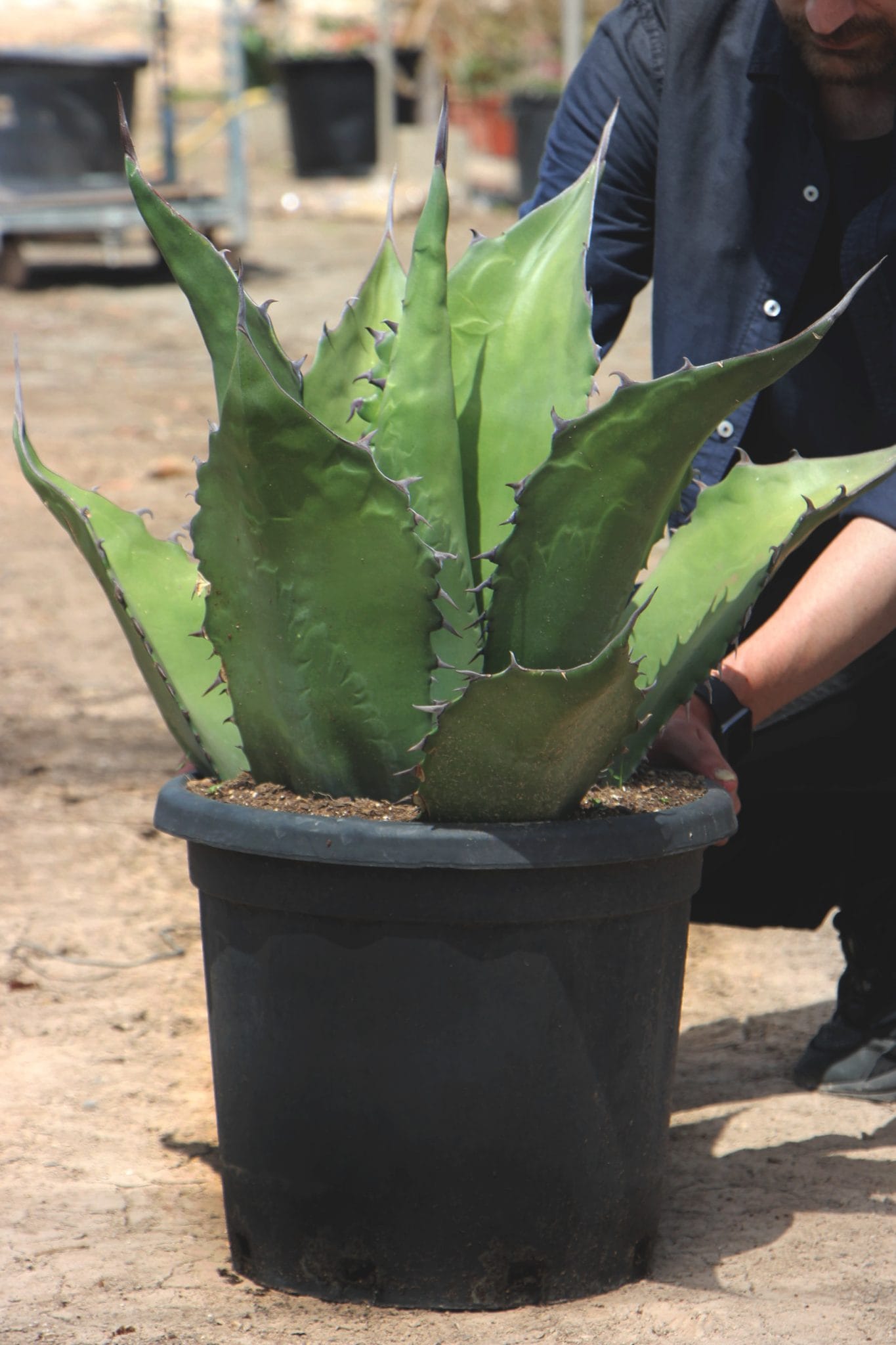 Agave Ferox: cuidados y características (Maguey manso o Agave gigante ...