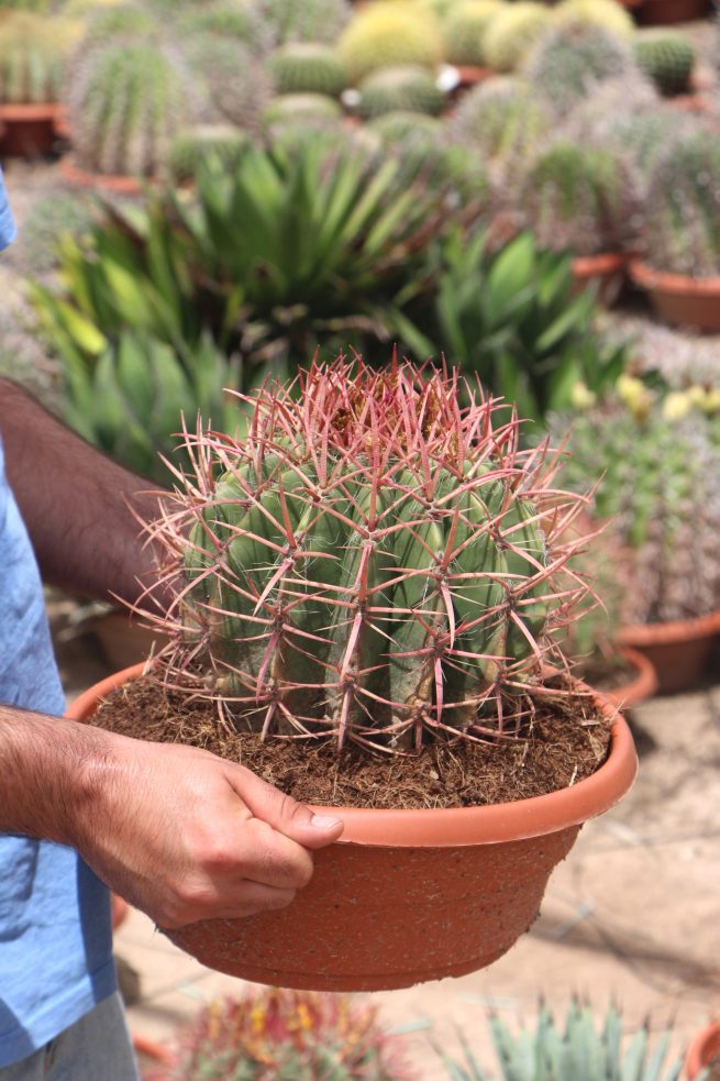 Comprar online Ferocactus Stainesii (Biznaga) - Jardín postal
