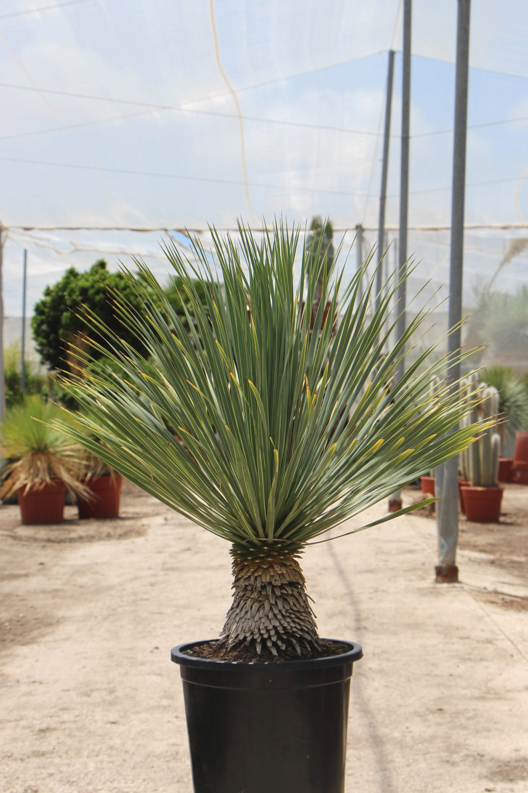 Yucca Rostrata: características y cuidados (Soyate o Palmita)