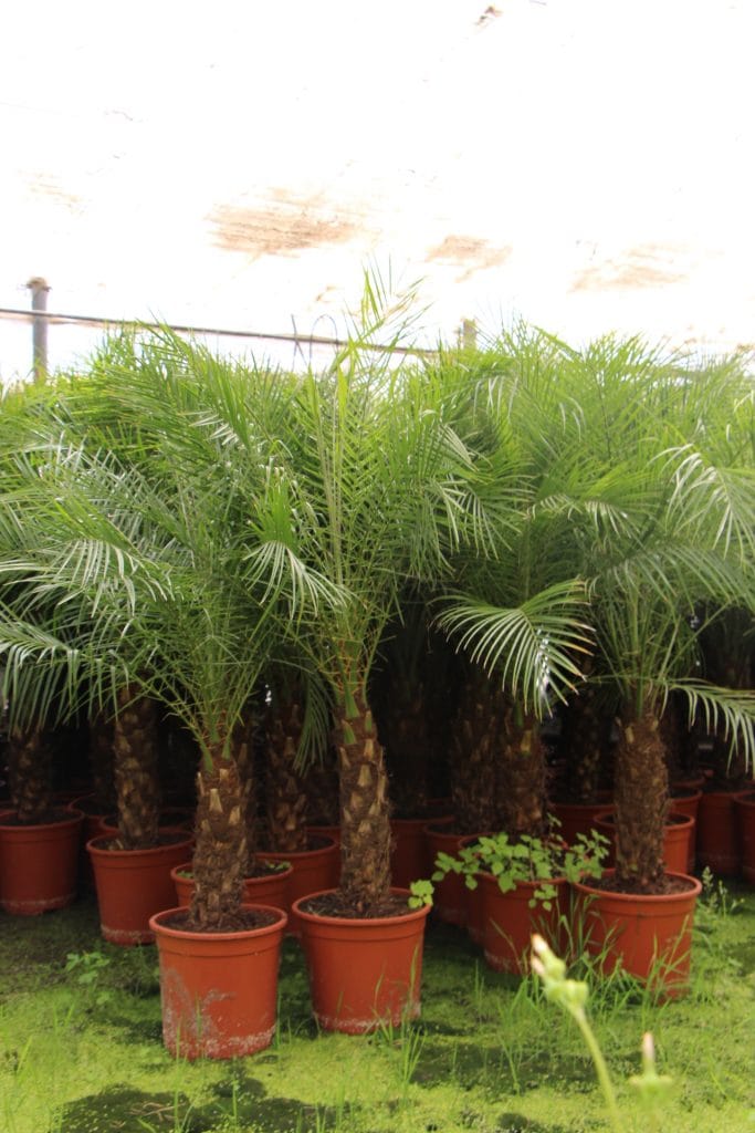 Comprar Palmera phoenix roebelenii (Palmera resistente de interior y ...